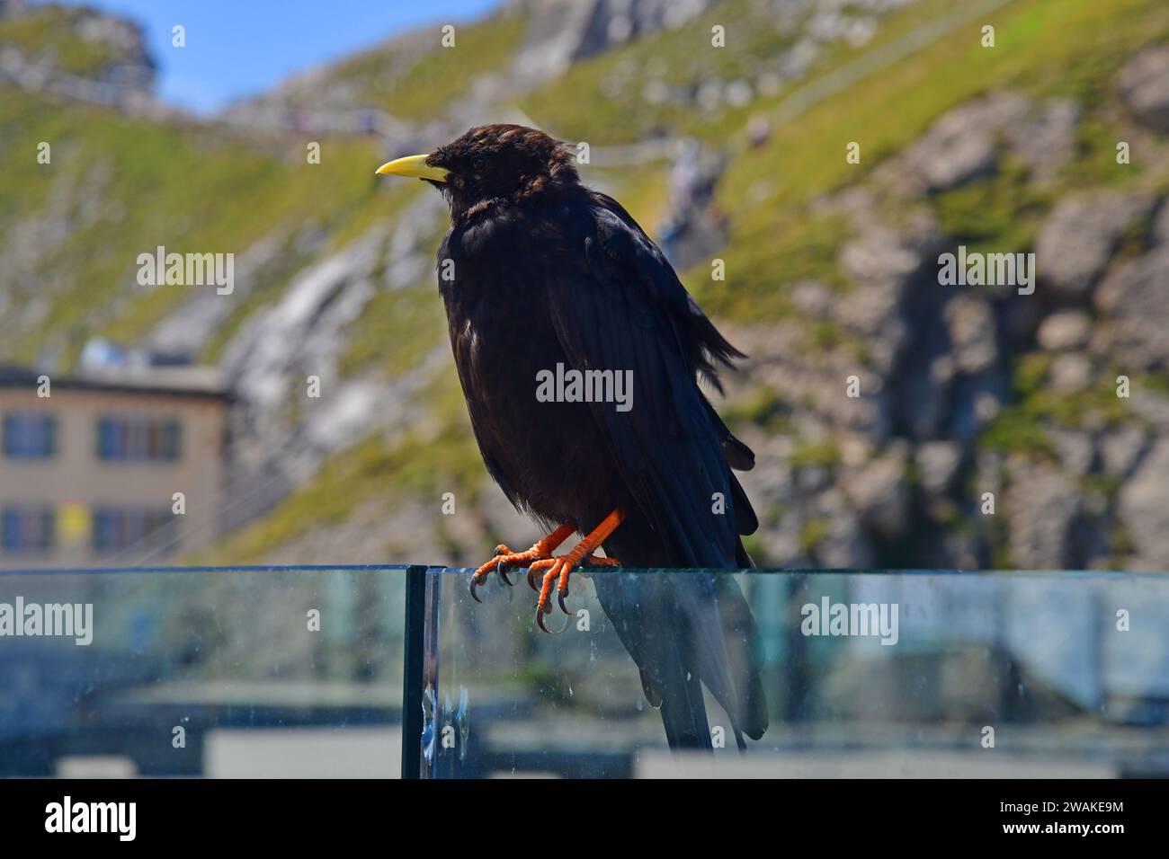 Alpine Chough, Pyrrhocorax graculus, Mount Pilatus, Switzerland, August ...