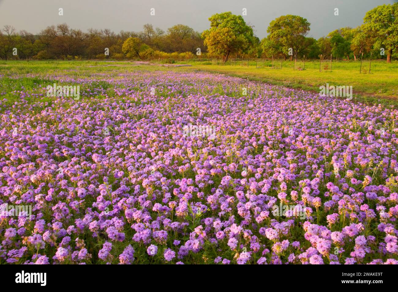 Verbena field, South Llano River State Park, Texas Stock Photo - Alamy