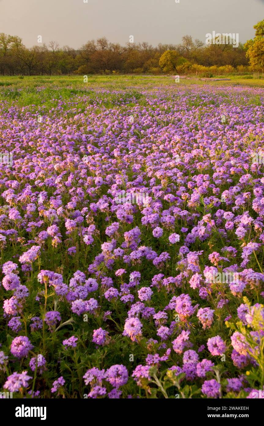 Verbena field, South Llano River State Park, Texas Stock Photo - Alamy