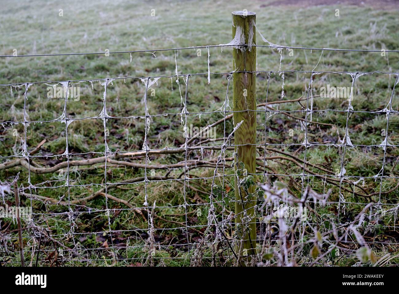 Cobwebs on fence hi-res stock photography and images - Alamy