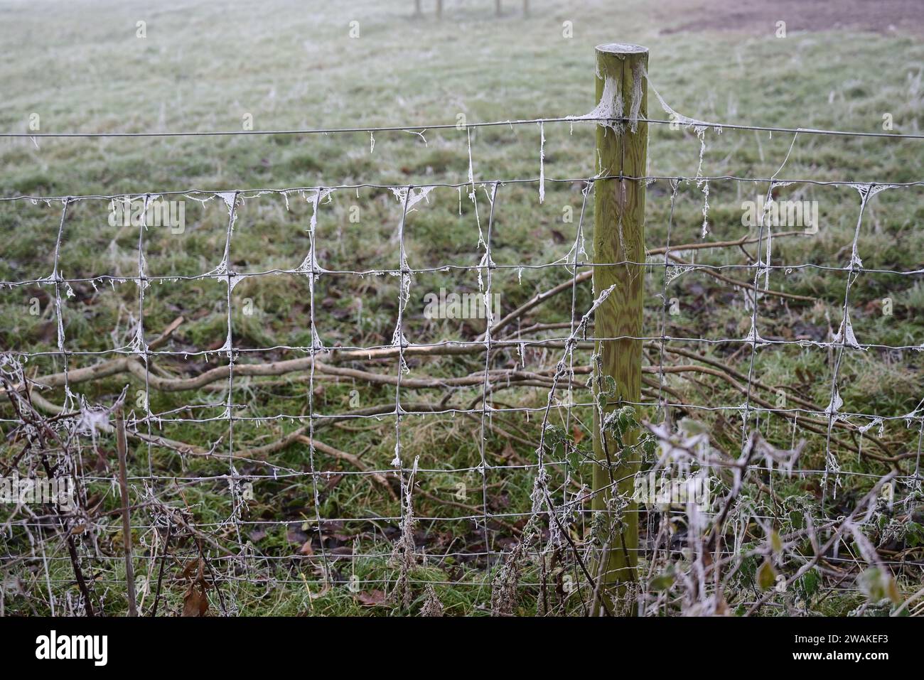 Cobwebs on fence hi-res stock photography and images - Alamy