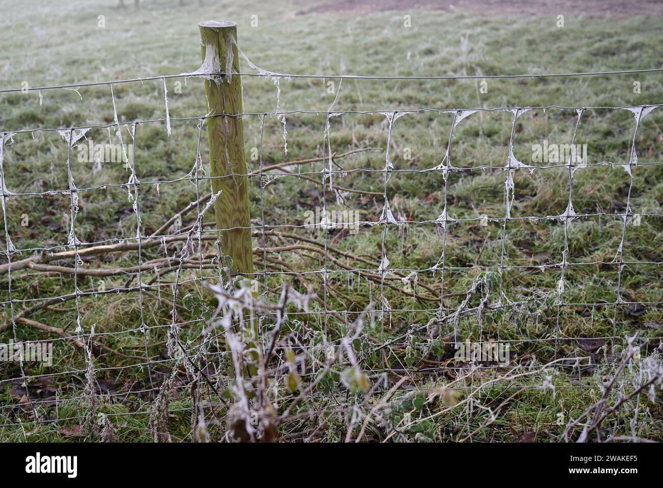 Cobwebs on fence hi-res stock photography and images - Alamy