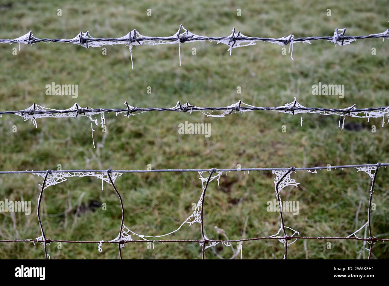Cobwebs on fence hi-res stock photography and images - Alamy