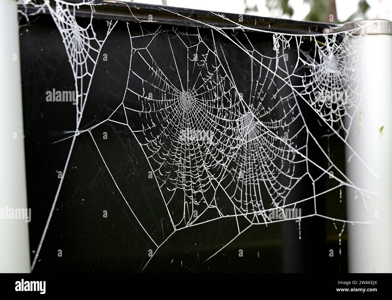 Frosted cobwebs on a roadside sign Stock Photo - Alamy