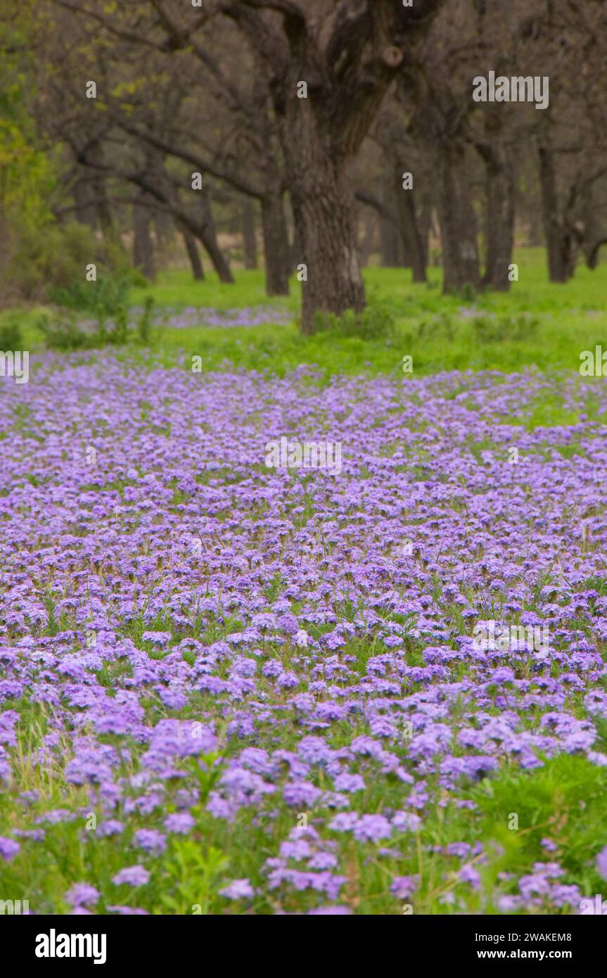Verbena field, South Llano River State Park, Texas Stock Photo - Alamy