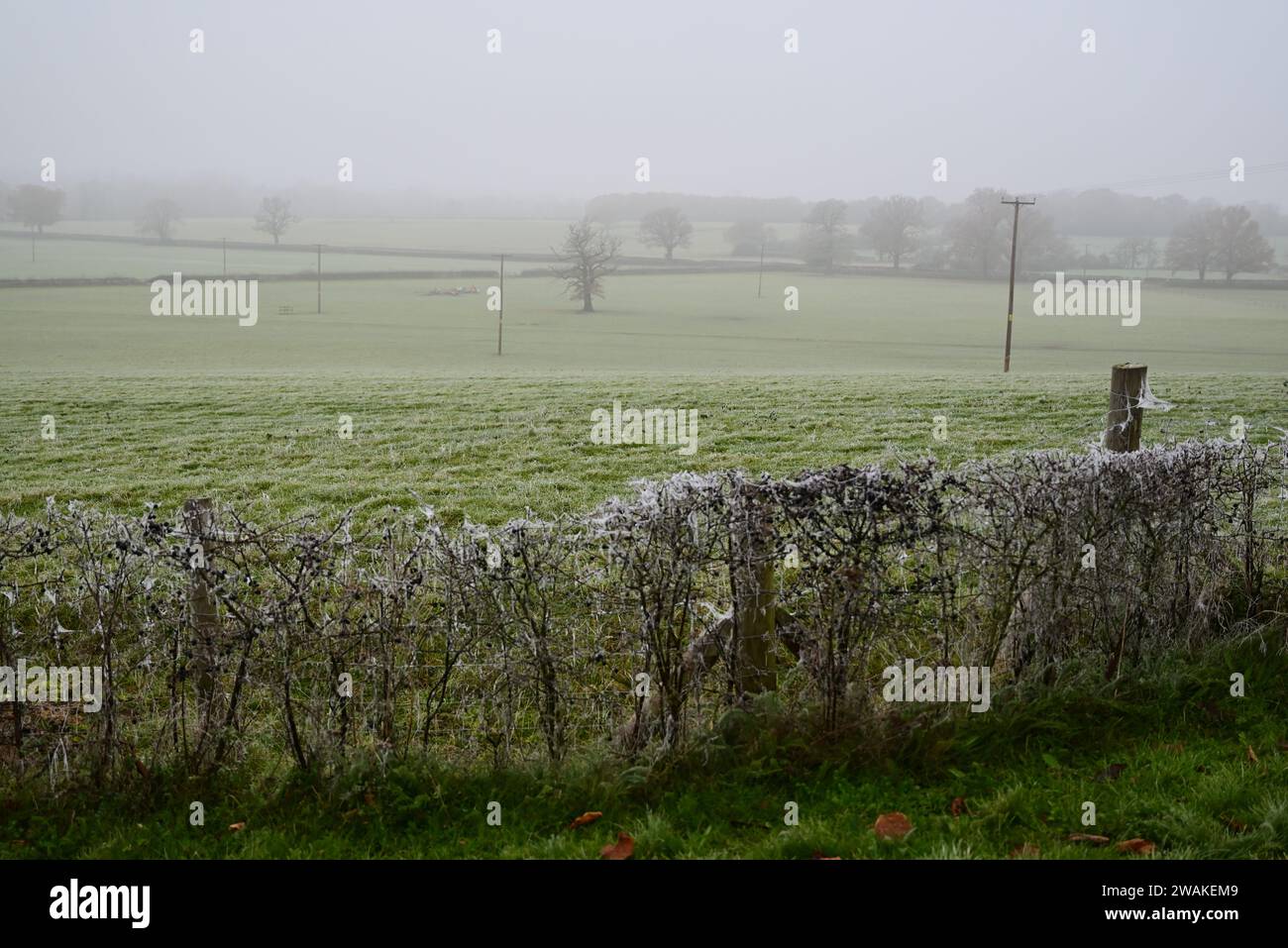Cobwebs on fence hi-res stock photography and images - Alamy