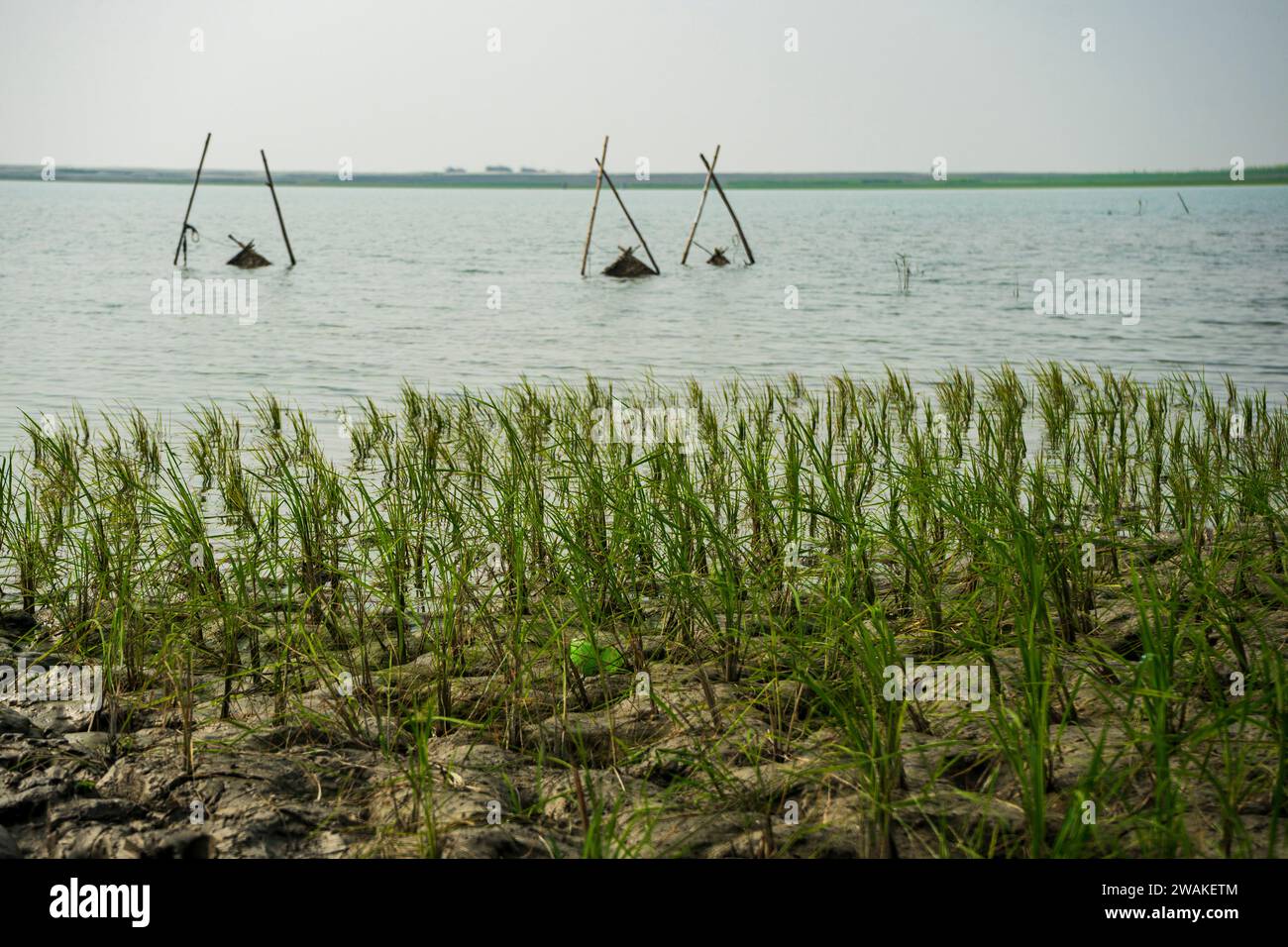 rice sprout in the rice field Stock Photo - Alamy