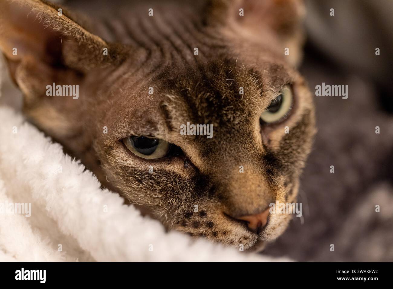 Large cat breeds hi-res stock photography and images - Alamy