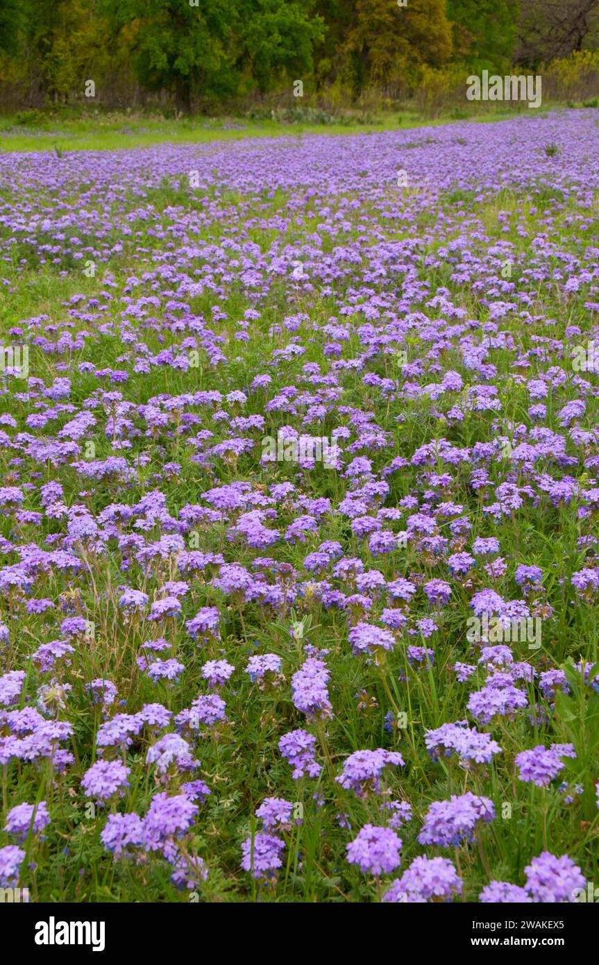 Verbena field, South Llano River State Park, Texas Stock Photo - Alamy