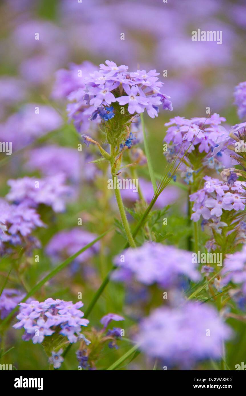 Verbena field, South Llano River State Park, Texas Stock Photo - Alamy