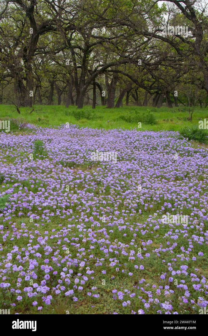 Verbena field on Buck Lake Trail, South Llano River State Park, Texas ...