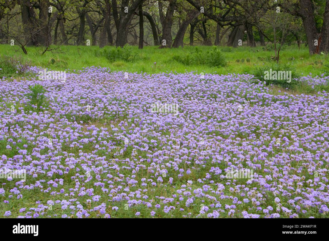 Verbena field on Buck Lake Trail, South Llano River State Park, Texas ...