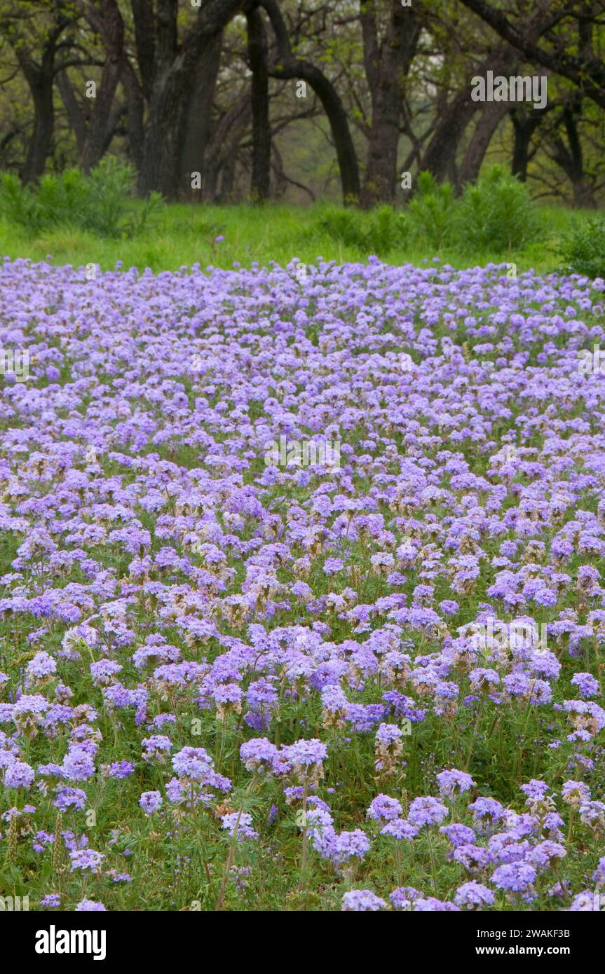 Verbena field on Buck Lake Trail, South Llano River State Park, Texas ...