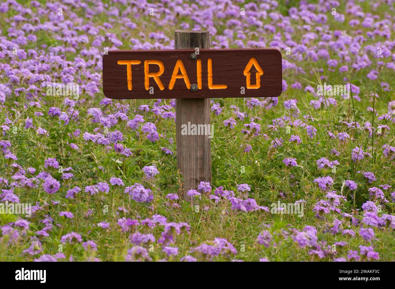 Verbena field on Buck Lake Trail with trail sign, South Llano River ...