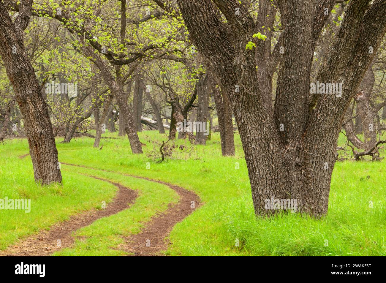 Buck Lake Trail, South Llano River State Park, Texas Stock Photo - Alamy