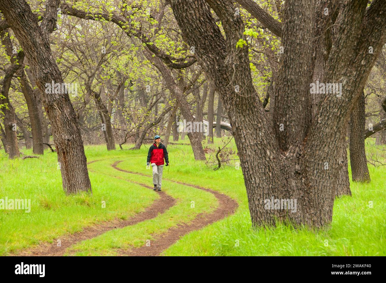 Buck Lake Trail, South Llano River State Park, Texas Stock Photo - Alamy