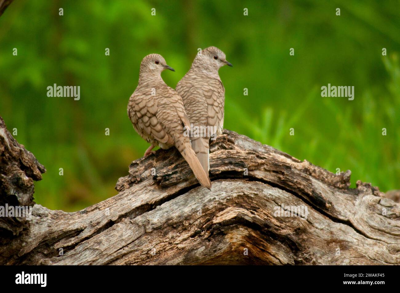 Inca dove (Scardafella inca), South Llano River State Park, Texas Stock ...