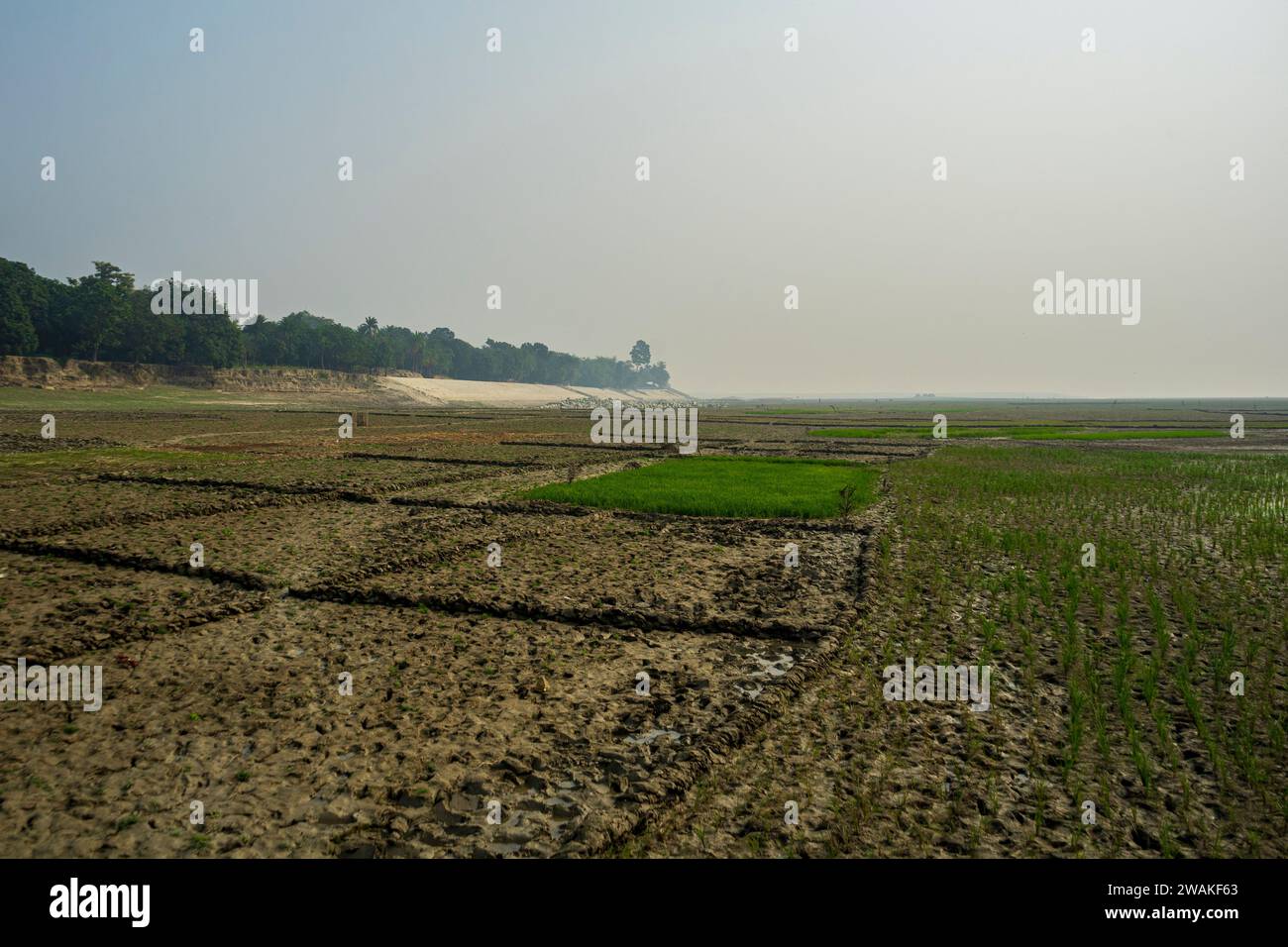 Rice fields ready for rice planting Stock Photo - Alamy