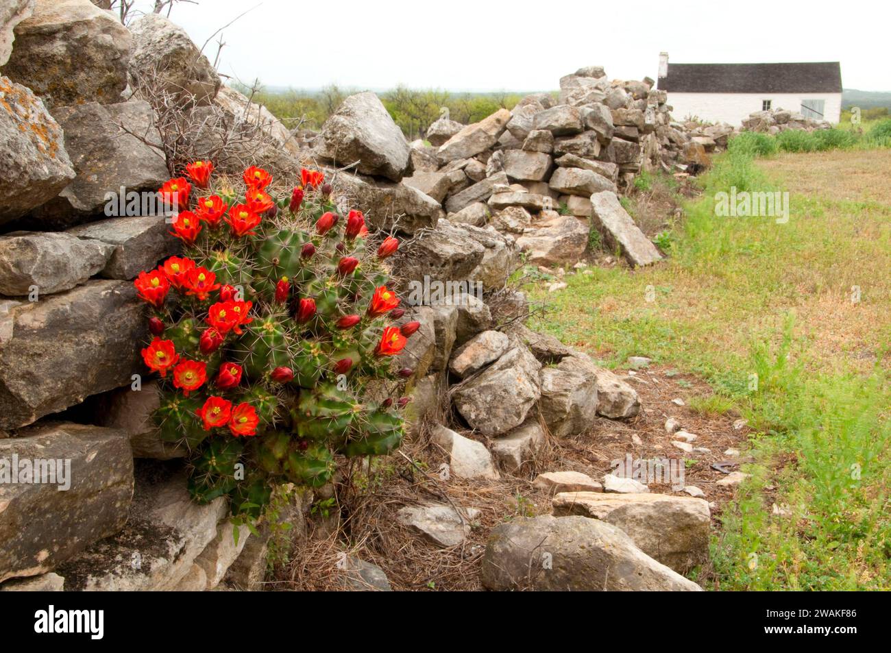 Barracks wall ruin with claret cup cactus, Fort McKavett State Historic ...