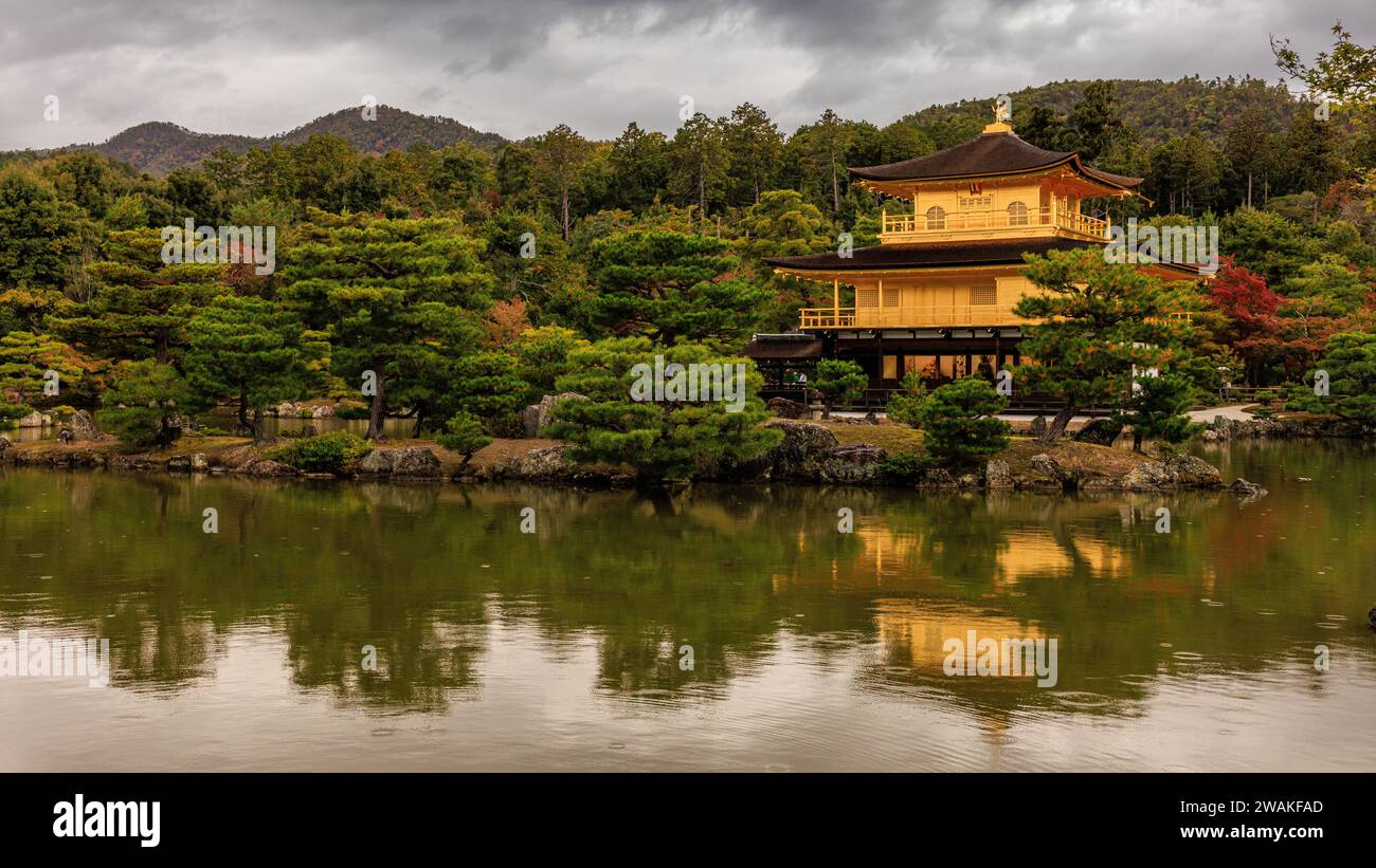 the golden pavilion of kinkaku-ji temple is reflected amongst raindrops ...