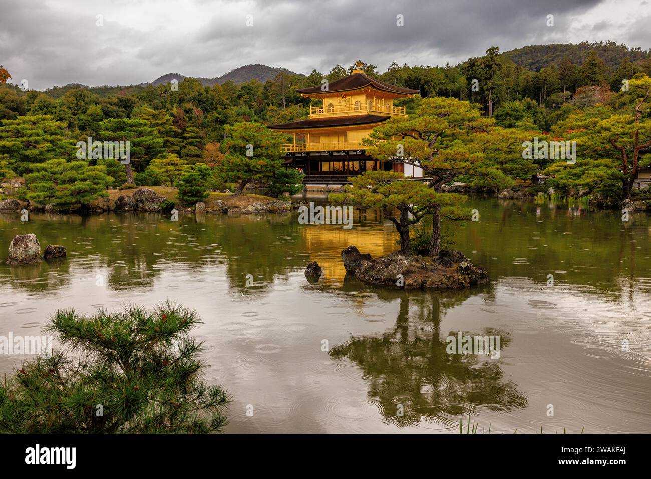 the golden pavilion of kinkaku-ji temple is reflected amongst raindrops ...
