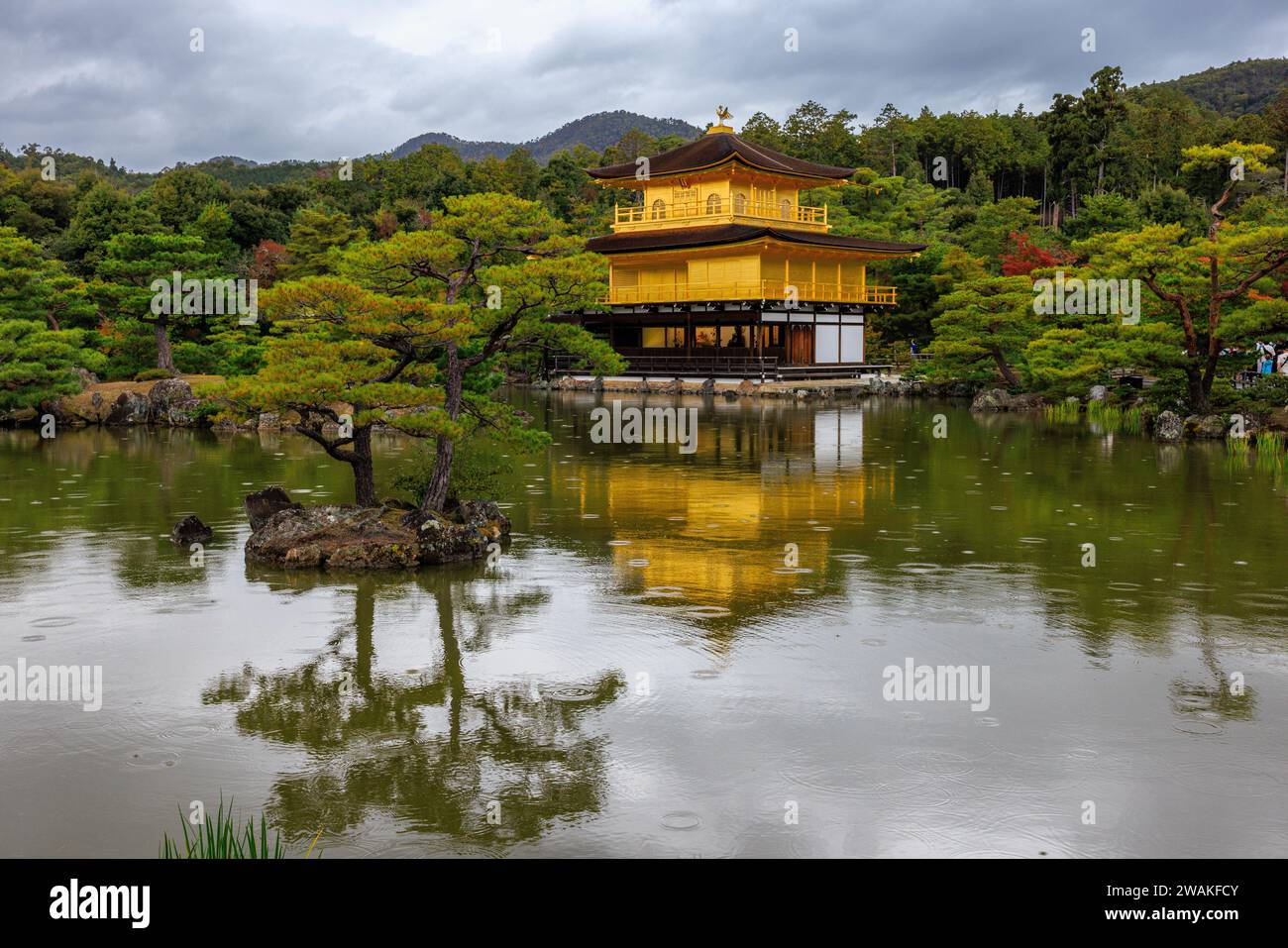 the golden pavilion of kinkaku-ji temple is reflected amongst raindrops ...