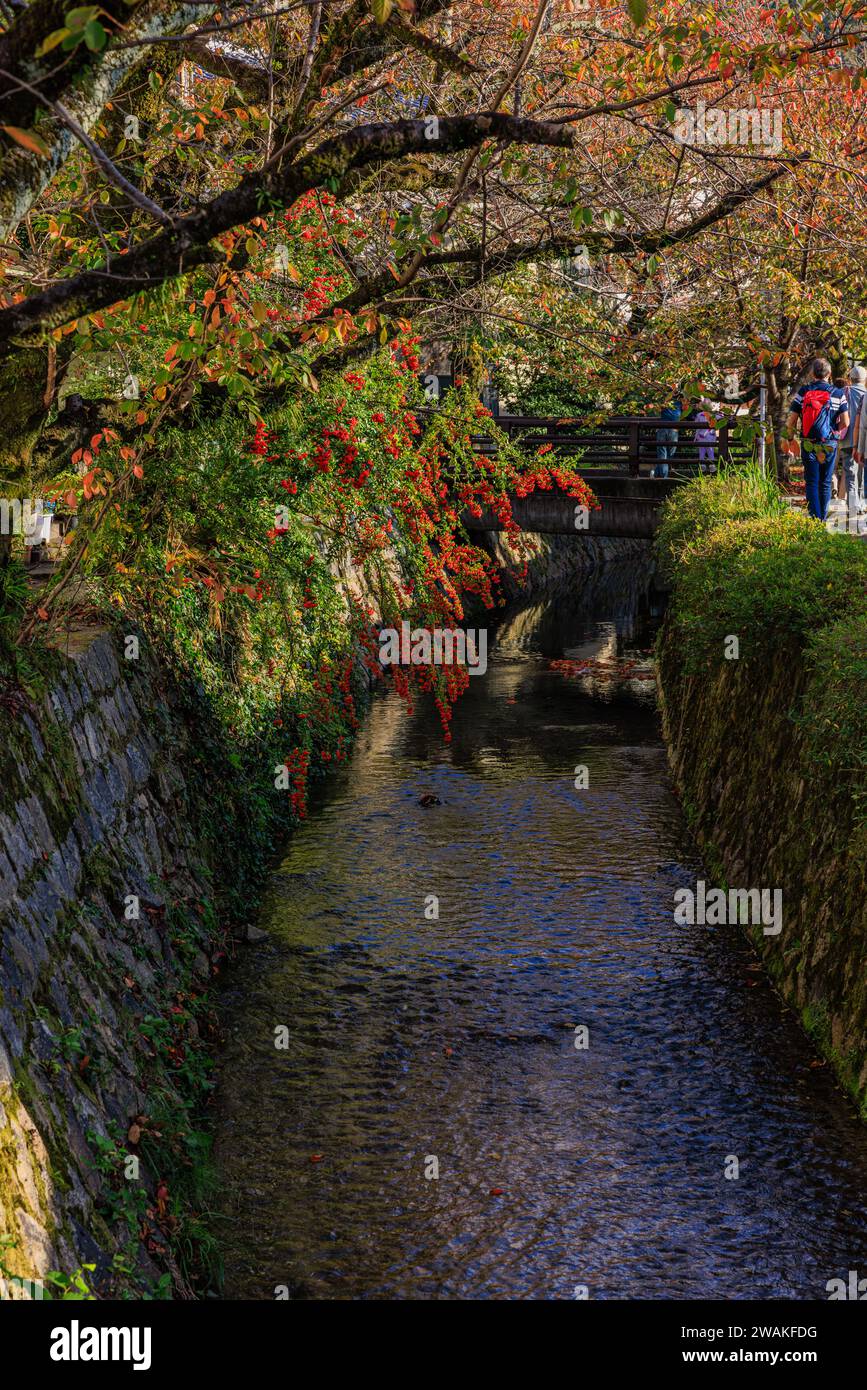 autumn colours and reflection in the waterway of the path of philosophy ...