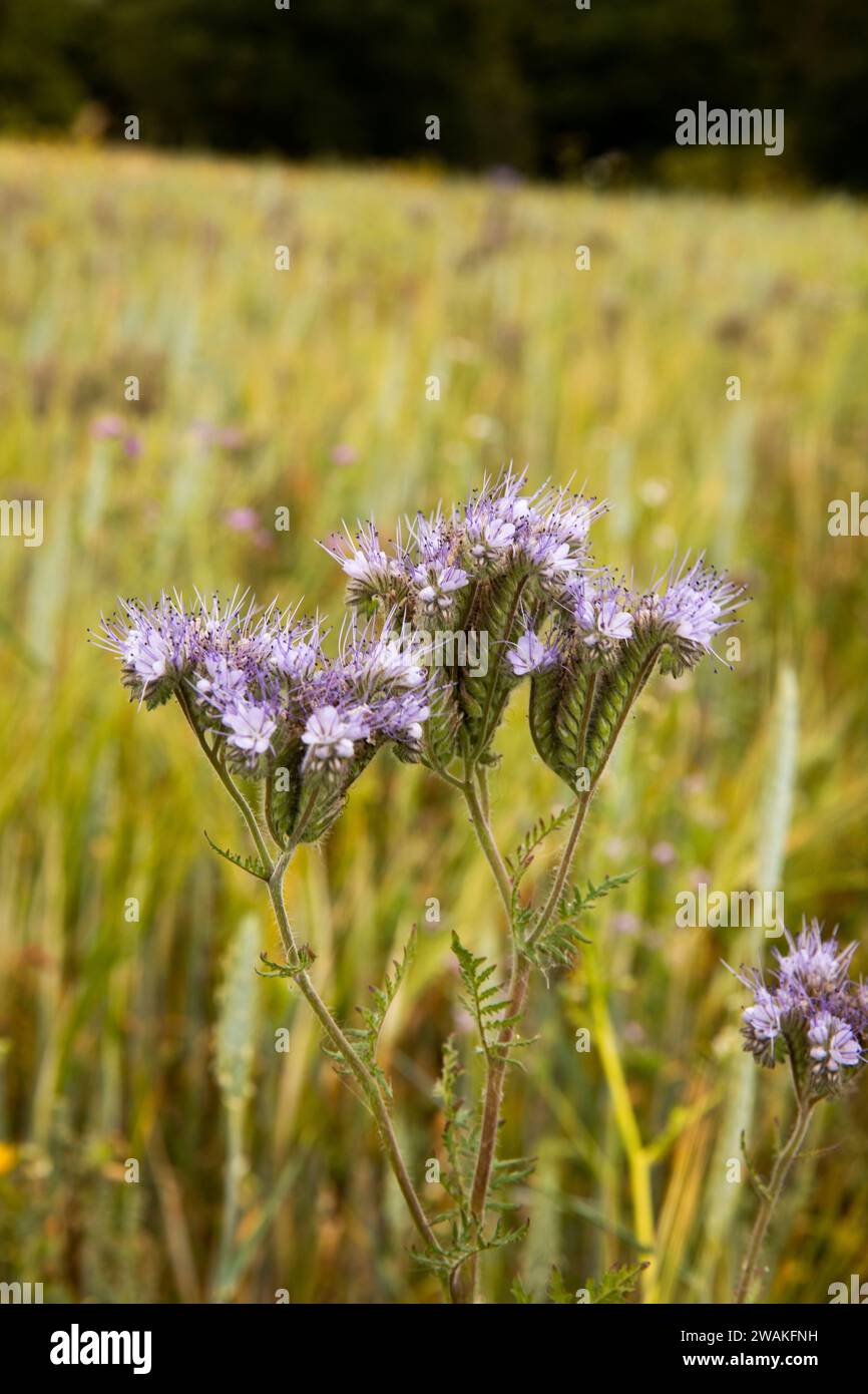 UK, England, Oxfordshire, Shelswell, Phacelia tanacetifolia flowers ...