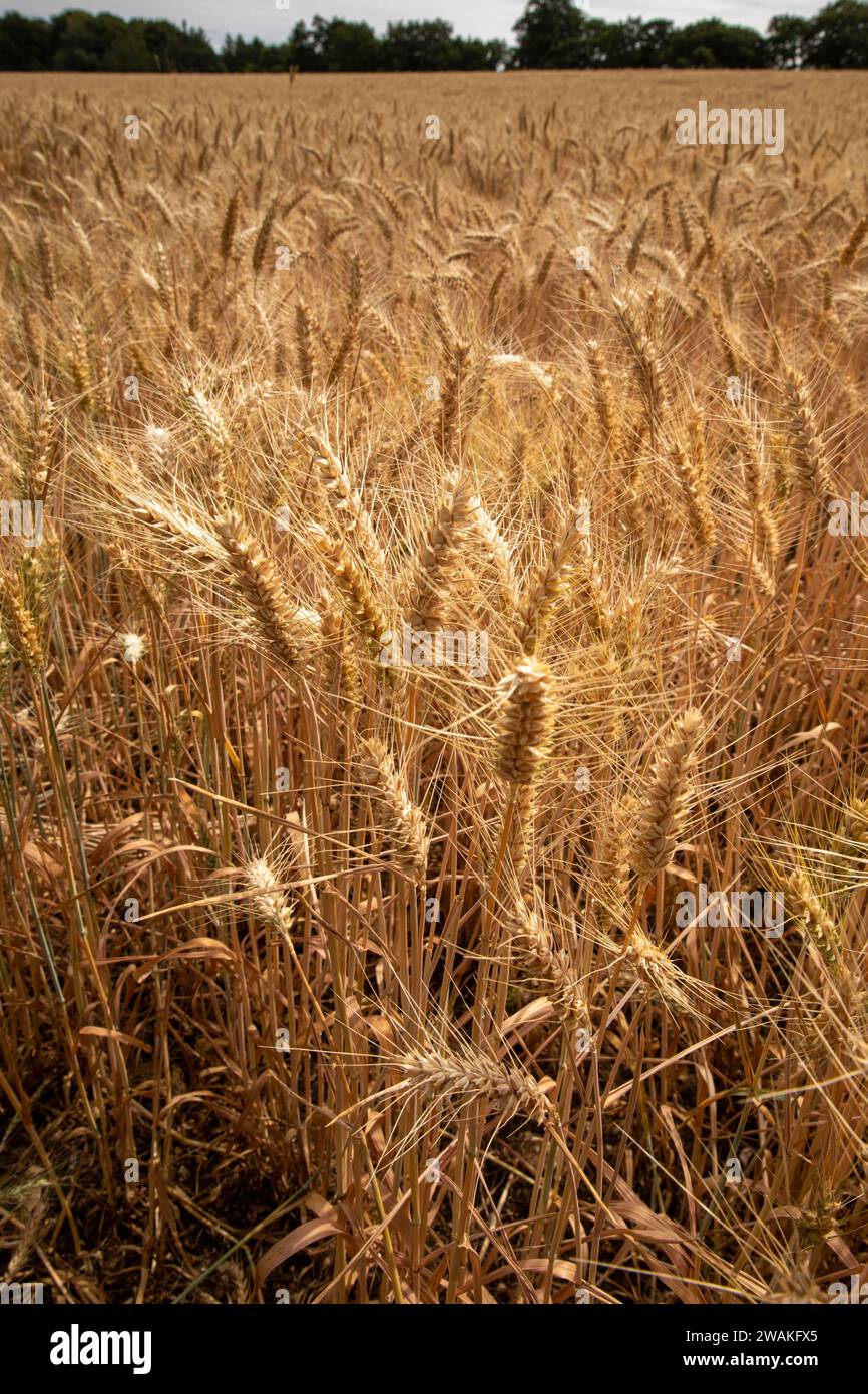 UK, England, Oxfordshire, Cottisford, barley crop Stock Photo - Alamy