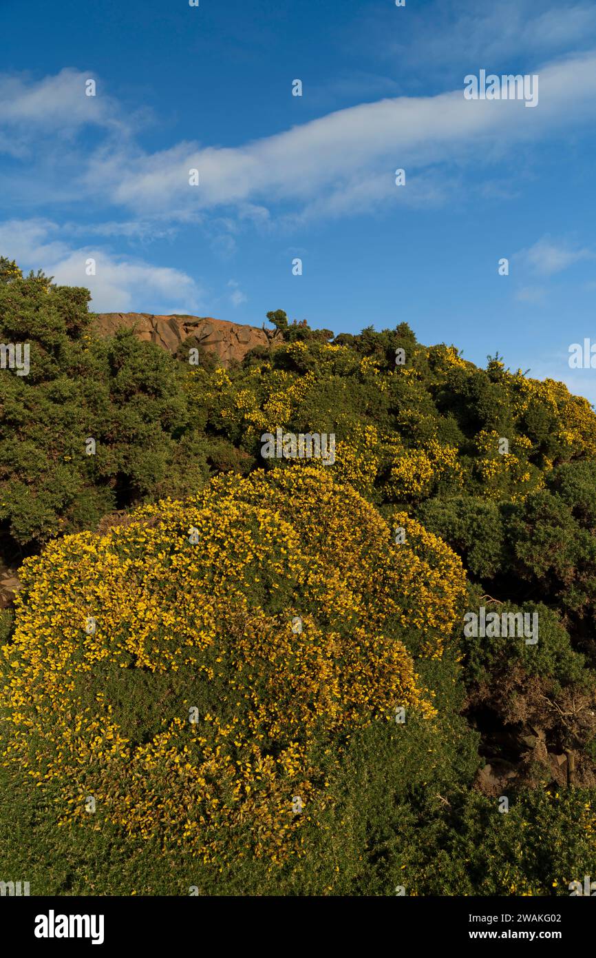 At siccar point hi-res stock photography and images - Alamy