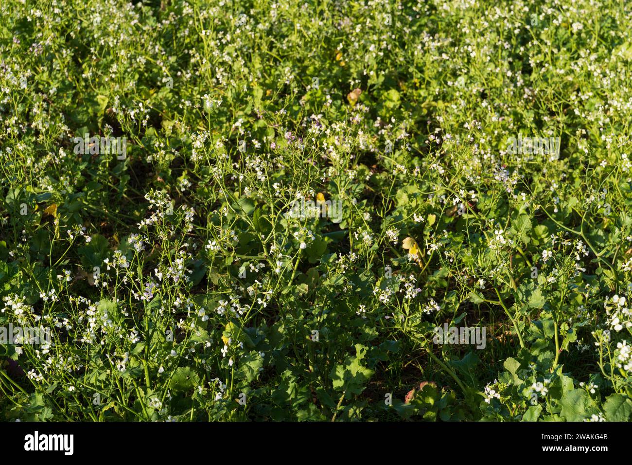 Oilseed Radish crop in flower, November, Scottish Borders coast near ...