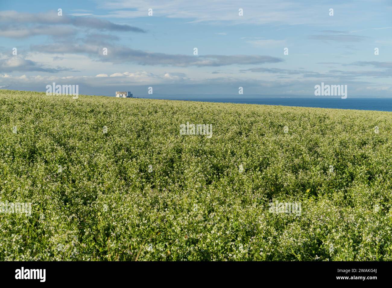 Oilseed Radish crop in flower, November, Scottish Borders coast near ...
