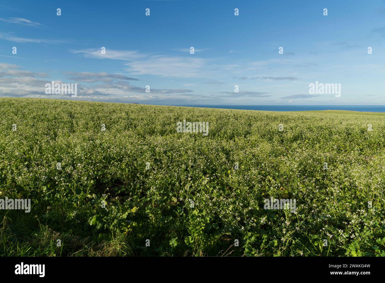 Oilseed Radish crop in flower, November, Scottish Borders coast near ...