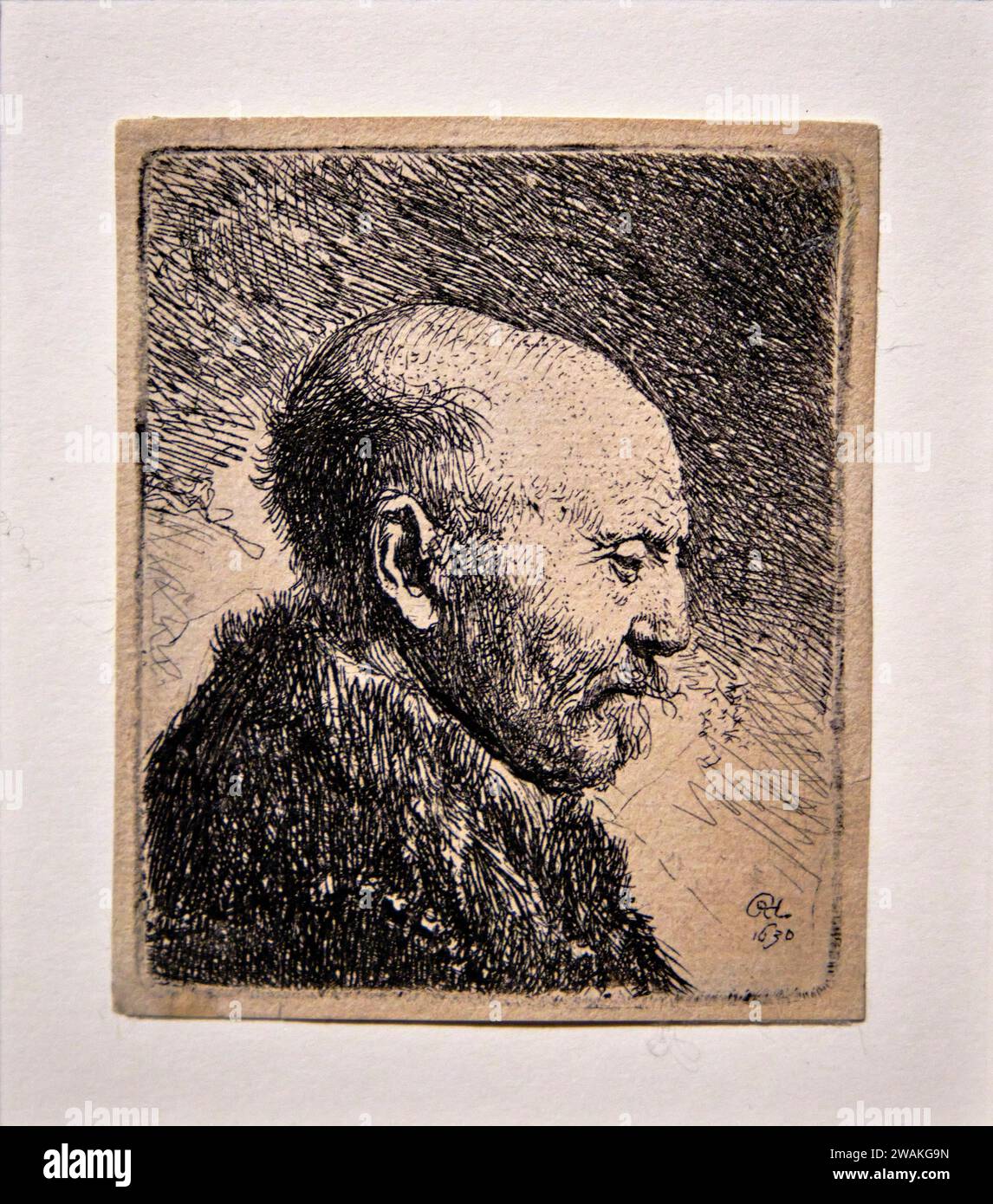 Rembrandt etching exhibition, Bald old man in profile, 1630 Stock Photo ...
