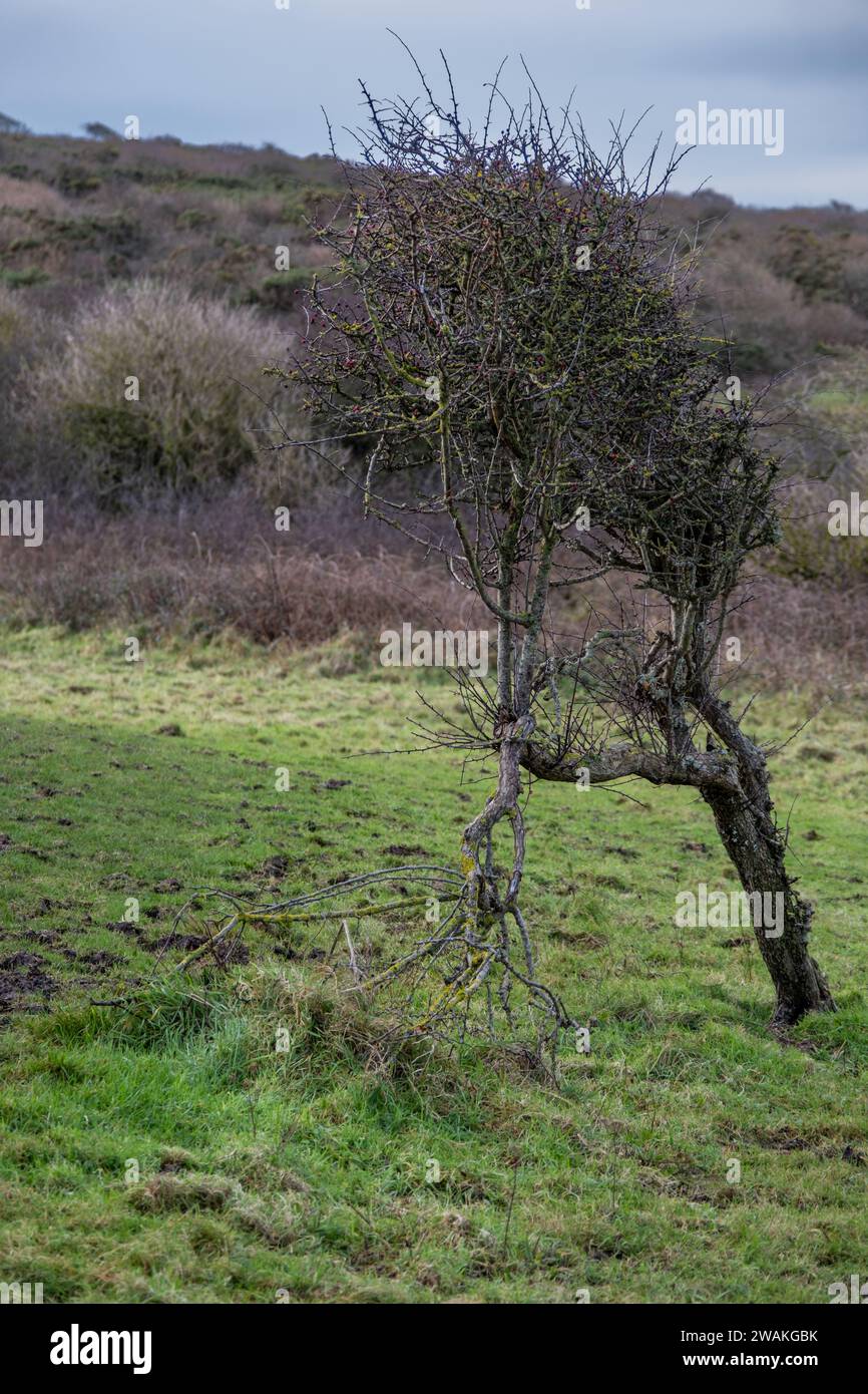 Common windblown hawthorn tree in winter Stock Photo - Alamy
