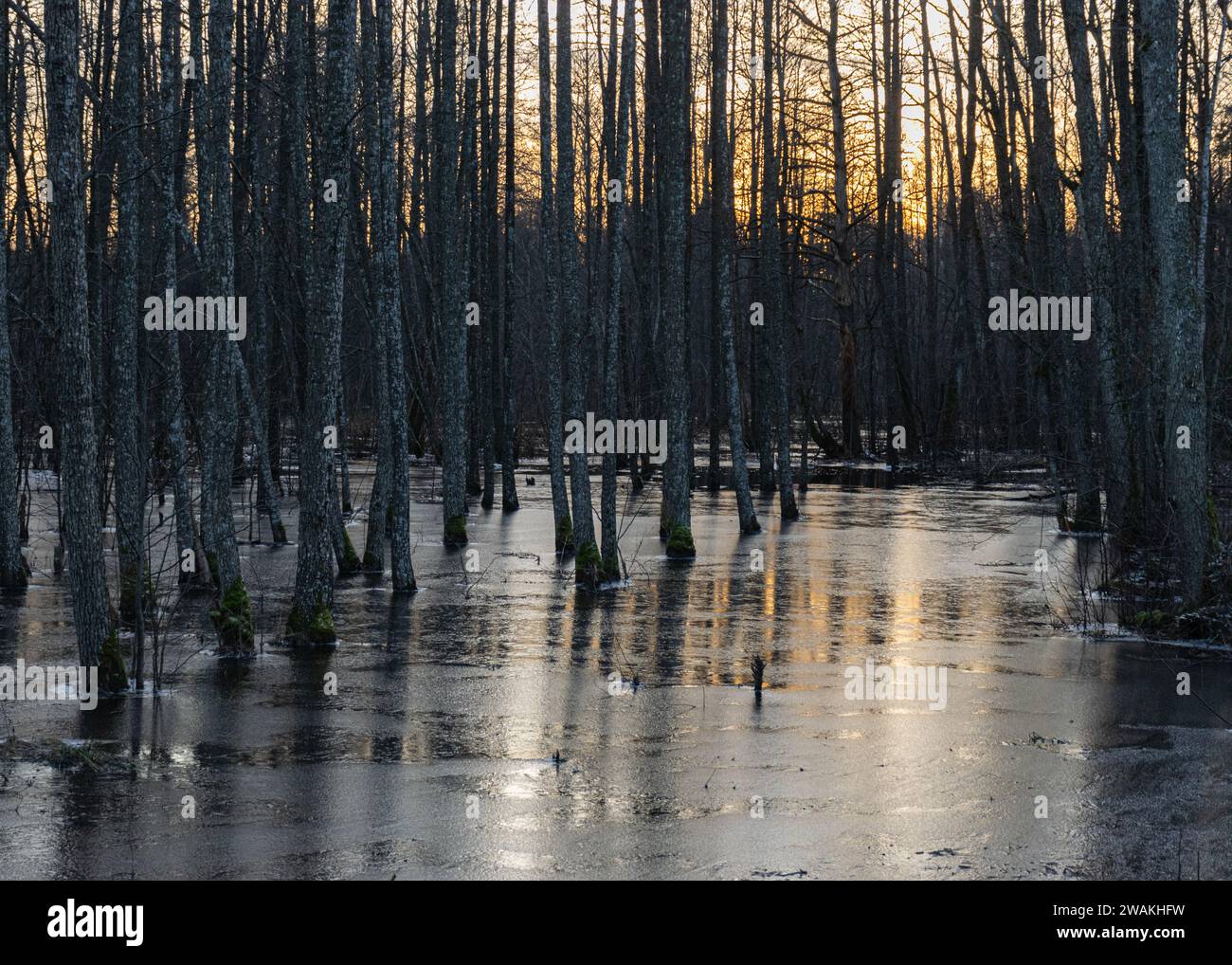 winter landscape with flooded forest, forest flooded with water, a thin ...