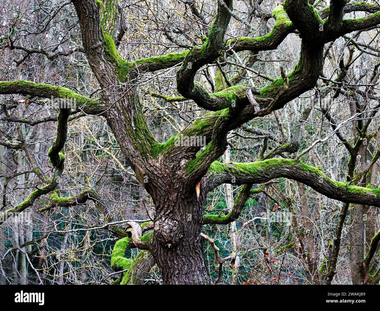 Derwenthaugh country park gateshead hi-res stock photography and images ...