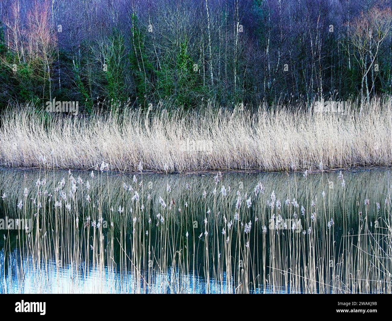 Reeds along the bank of Clockburn Lake in Derwenthaugh Country Park ...