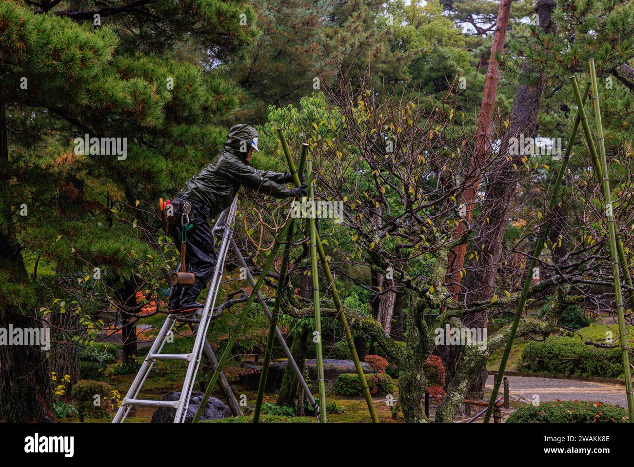a gardener in waterproofs perched high on stepladder reaches to tie up ...