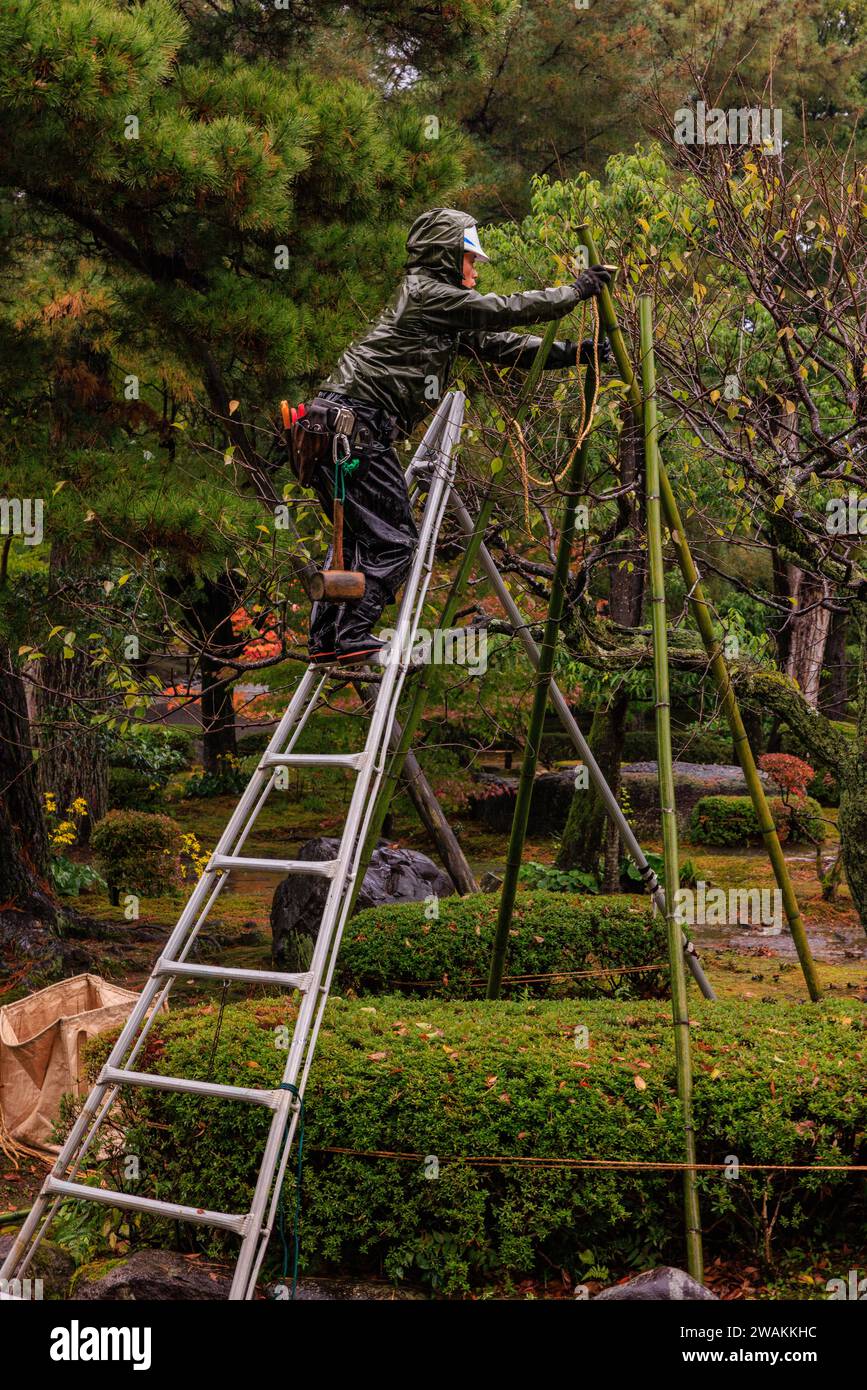 a gardener in waterproofs perched high on stepladder reaches to tie up ...