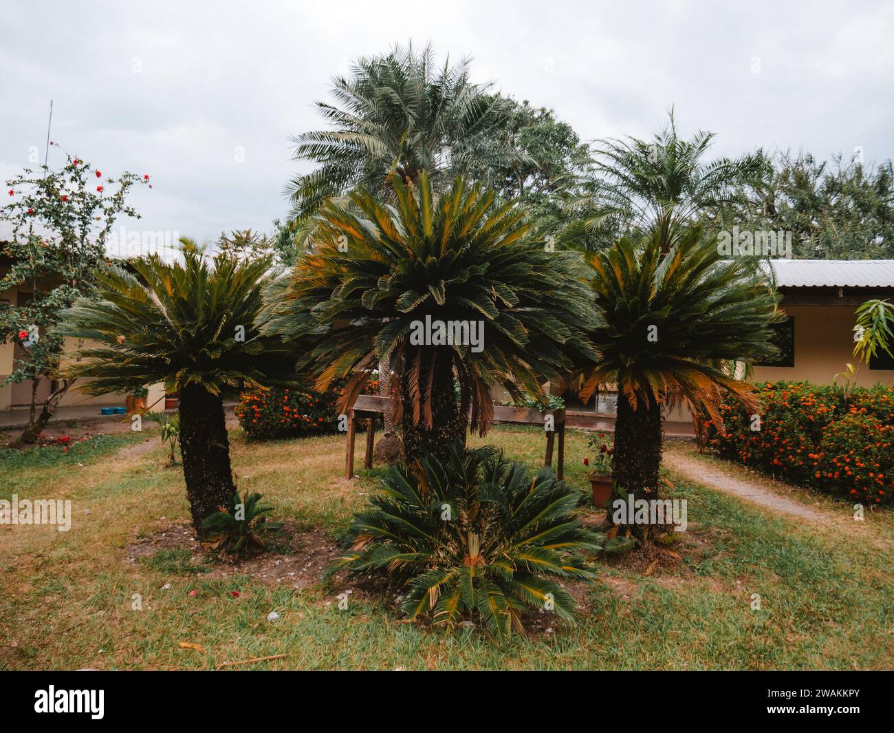 Several tall grass hi-res stock photography and images - Alamy