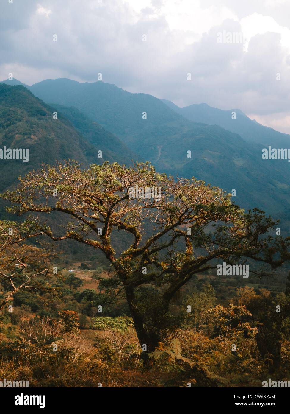 A breathtaking landscape featuring an array of majestic mountain peaks ...