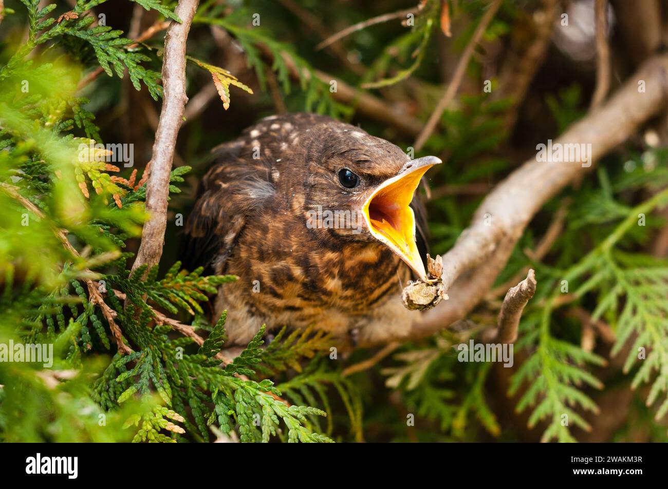 A Young Blackbird (Turdus merula) with open beak sitting on a branch ...
