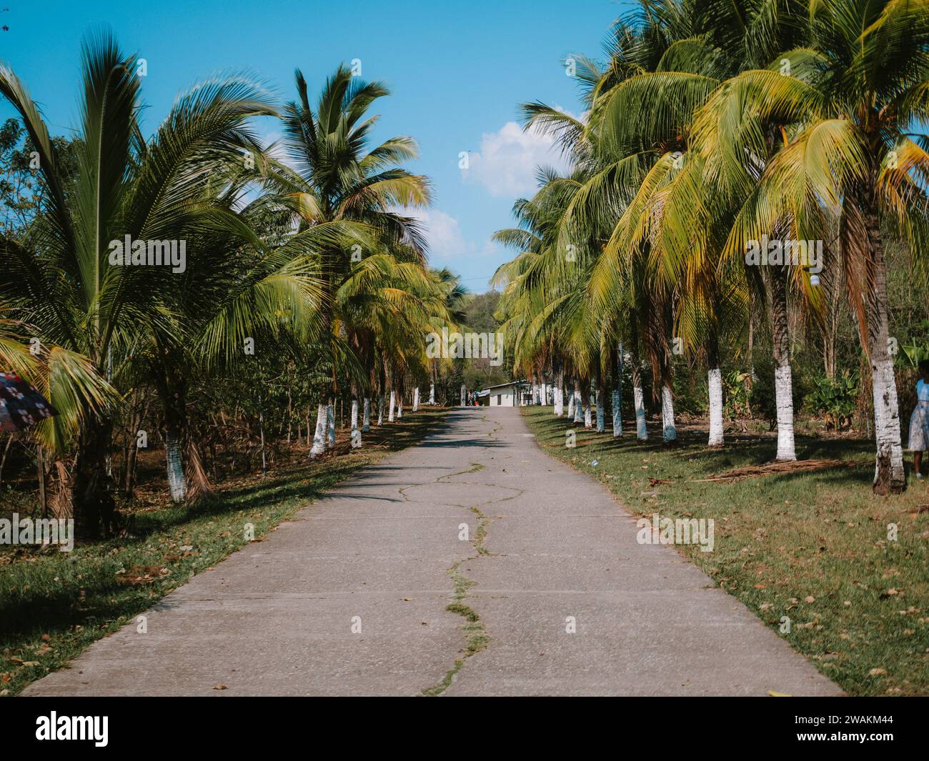 Lush tropical pathway lined hi-res stock photography and images - Alamy