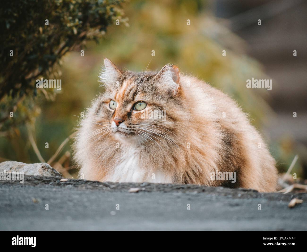 A beautiful long-haired cat with yellow eyes sitting in a field of lush ...