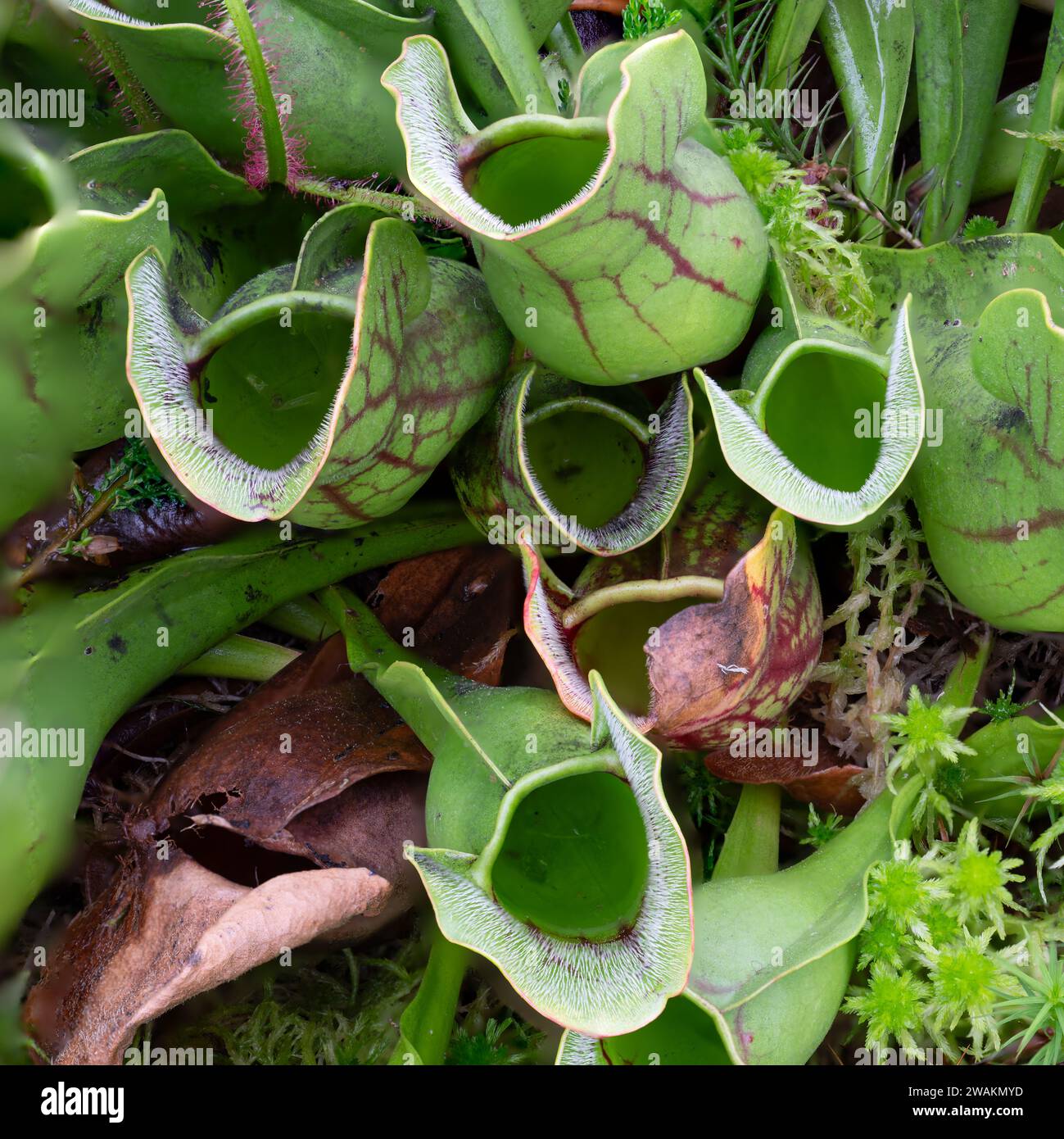 Carnivorous plant waiting to trap insects for its nutrients in Kew ...
