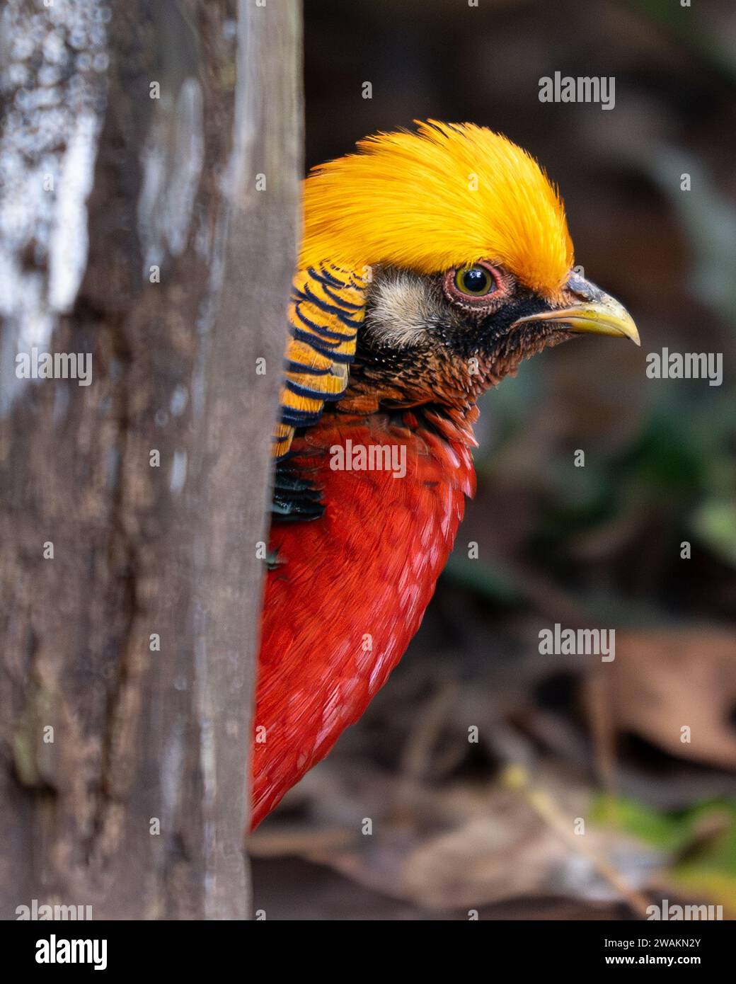 Male golden pheasant (also known as the Chinese pheasant and rainbow ...
