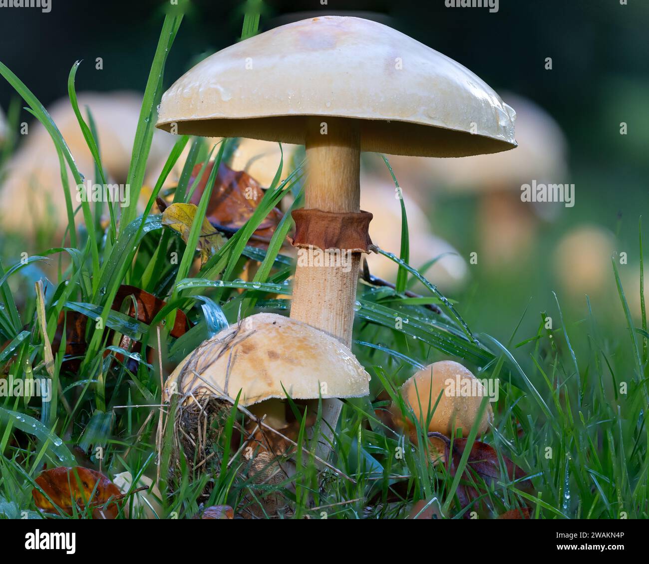 White dappering fungi spotted in November at Kew Gardens, London Stock ...