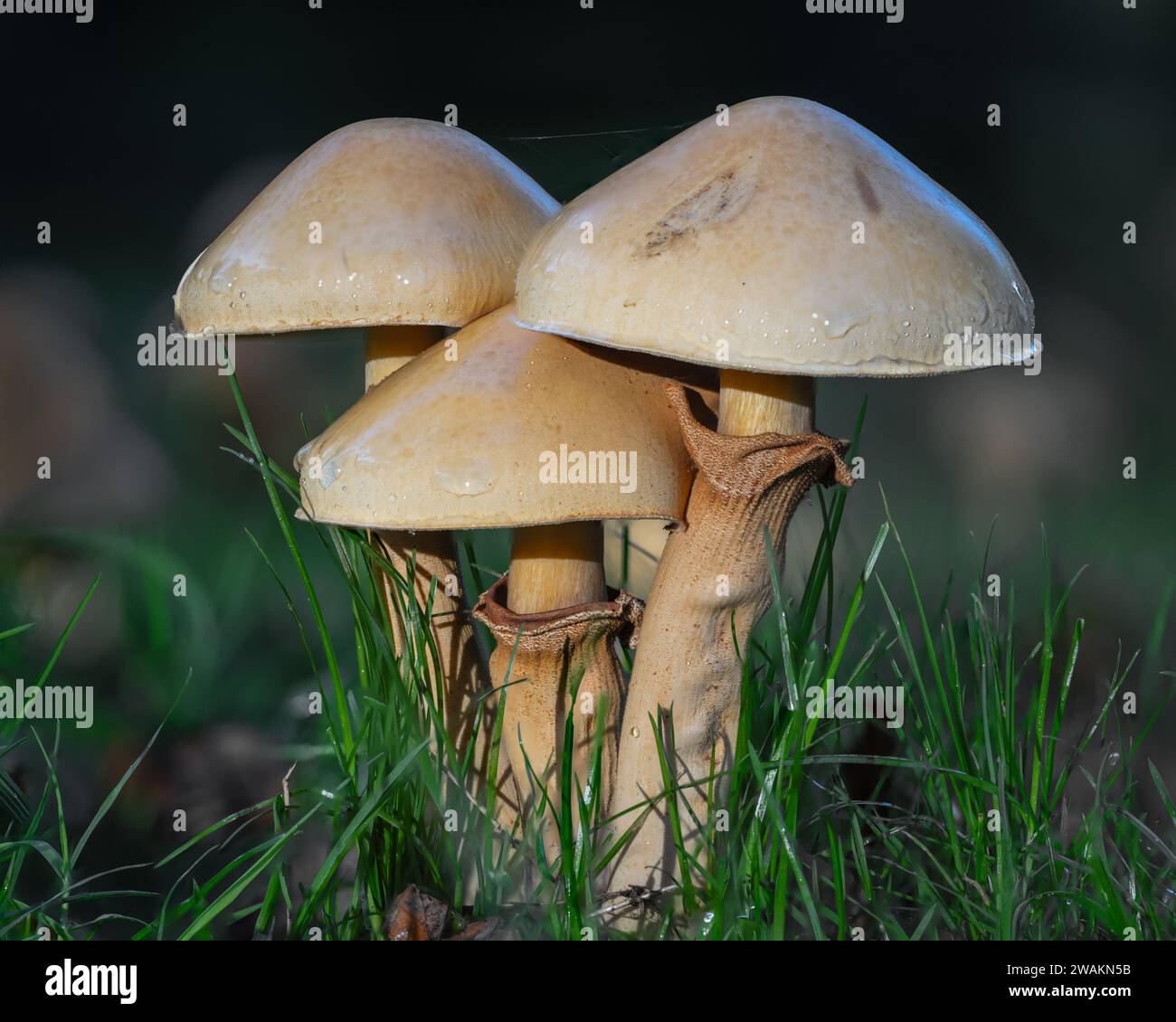 White dappering fungi spotted in November at Kew Gardens, London Stock ...