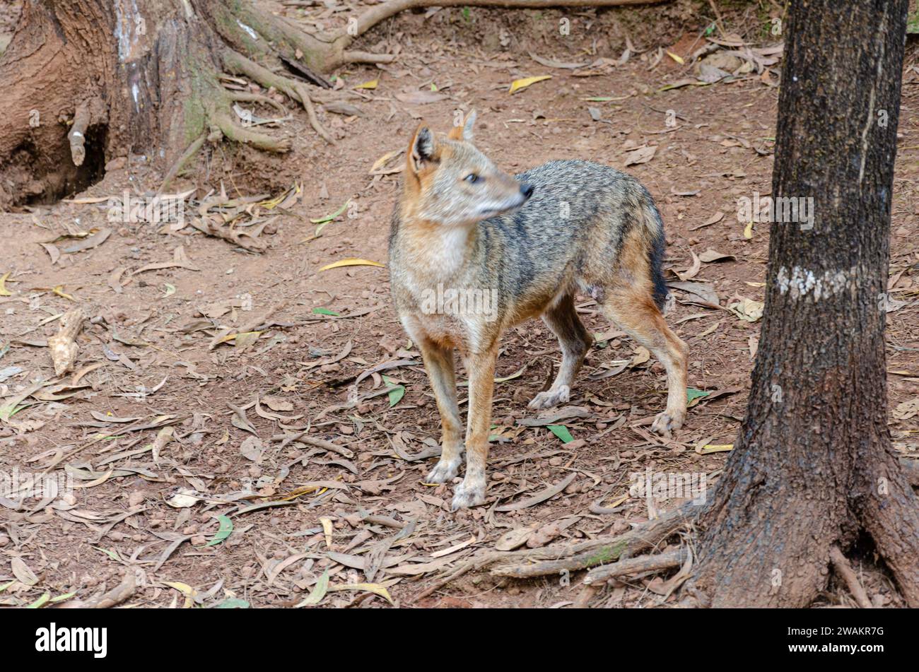 A fully grown jackal in a zoo Stock Photo - Alamy